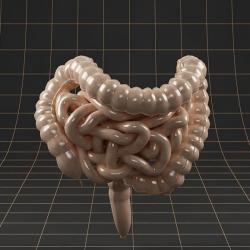 anatomy intestine skeleton 02 3d models | Page 1 | STLFinder
