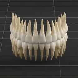 permanent dentition 3D Models | Page 1 | STLFinder