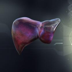 human liver anatomy 3D Models | Page 1 | STLFinder