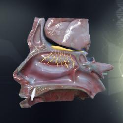 the human nose anatomy 3D Models | Page 1 | STLFinder