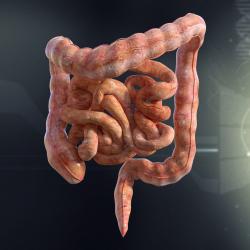 intestine anatomy 3D Models | Page 1 | STLFinder
