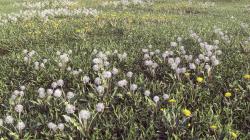 vp grass 3D Models | Page 1 | STLFinder