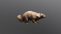 beaver 3D Models | Page 1 | STLFinder
