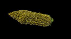 corn on the cob 3D Models | Page 1 | STLFinder