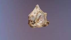 seashell 3d models 【 STLFinder