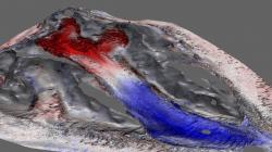 surge the tenrec 3D Models | Page 1 | STLFinder