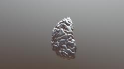 Human Left Talus 3D Models | Page 1 | STLFinder