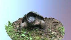 snapping turtle 3D Models | Page 1 | STLFinder