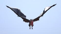 flying bird animation cycle 3D Models | Page 1 | STLFinder