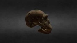 hominid skull 3D Models | Page 1 | STLFinder