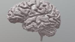 human brain 3d models 【 STLFinder
