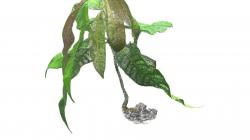 mango sentinel 3D Models | Page 1 | STLFinder