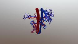 anatomy vascular system 3D Models | Page 1 | STLFinder
