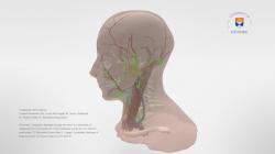 3d model of head and neck | Page 1 | STLFinder