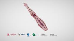 tapeworm 3D Models | Page 1 | STLFinder