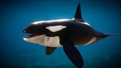 orca animation 3D Models | Page 1 | STLFinder