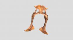 Capra Hircus Goat 3D Models | Page 1 | STLFinder