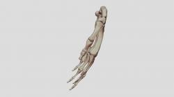bones of left hand 3D Models | Page 1 | STLFinder