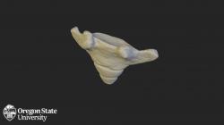 coccyx cutout 3D Models | Page 1 | STLFinder