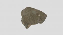 wikidata main image crinoid file resolution 3000 pixels spring ...