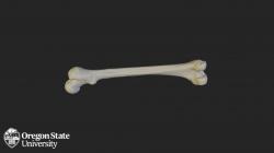 femur right 3D Models | Page 1 | STLFinder