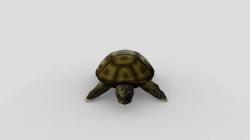 swamp turtle 3D Models | Page 1 | STLFinder