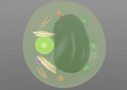 3d model of a plant cell with labels | Page 1 | STLFinder