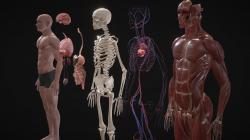 full human body diagram 3D Models | Page 1 | STLFinder