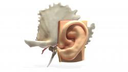 ear anatomy animation 3D Models | Page 1 | STLFinder
