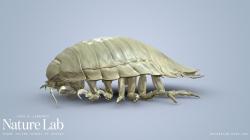 isopod pokemon 3d models 【 STLFinder