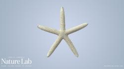huffy sea star 18 3D Models | Page 1 | STLFinder