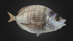 shimano brenious bream pencil 3D Models | Page 1 | STLFinder