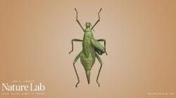 giant insect fantasy 3D Models | Page 1 | STLFinder