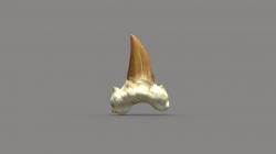 mackerel shark tooth 3D Models | Page 1 | STLFinder