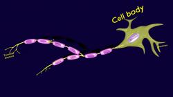 axon nerve cell 3D Models | Page 1 | STLFinder
