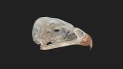 buzzard skull 3D Models | Page 1 | STLFinder