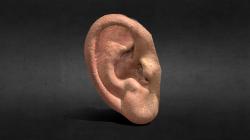 3d model of an ear | Page 1 | STLFinder