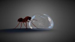 ant 3d model free download | Page 1 | STLFinder