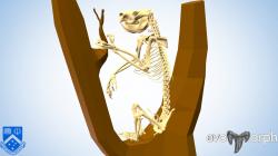 koala skeleton drawing 3D Models | Page 1 | STLFinder