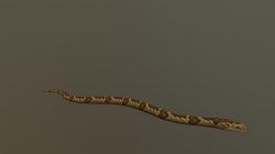 snake pack 3D Models | Page 1 | STLFinder