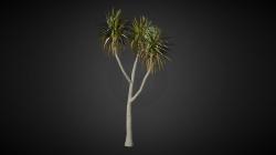 Cordyline australis 3d models 【 STLFinder