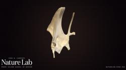 breast bone protruding through the swimsuit 3D Models | Page 1 | STLFinder