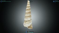 turritella terebra 3D Models | Page 1 | STLFinder