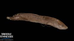 lungfish 3D Models | Page 1 | STLFinder