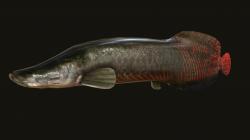 arapaima pokemon 3D Models | Page 1 | STLFinder
