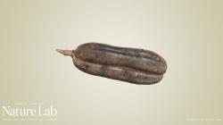 seed pod 3d models | Page 1 | STLFinder