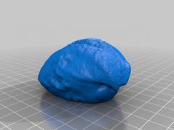 Brachiopod Pentamerida 3D Models | Page 1 | STLFinder
