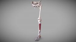 male leg muscles 3D Models | Page 1 | STLFinder