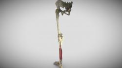 t nation inside leg muscles 3D Models | Page 1 | STLFinder