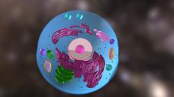 3d diagram of an animal cell | Page 1 | STLFinder
